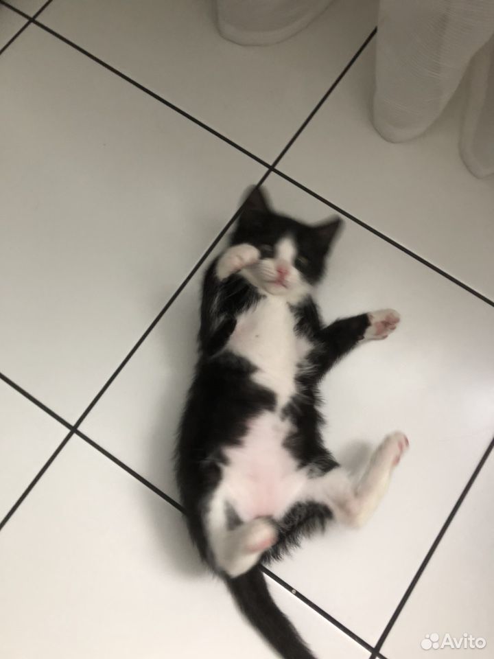 Котята. Мальчик Бони и девочка Эма. Им около трёх