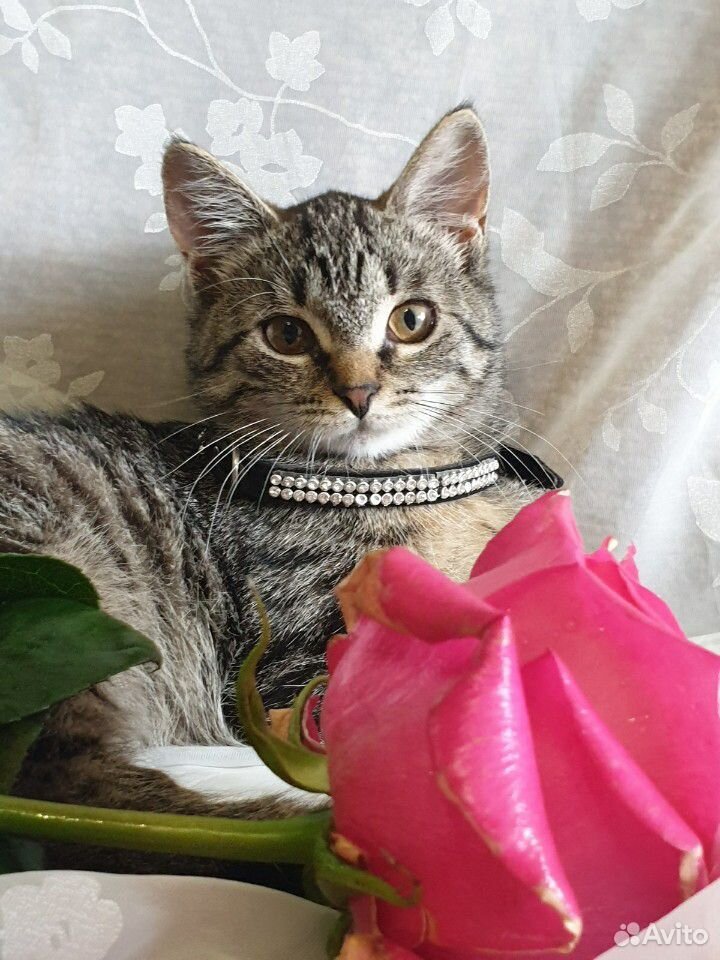 Корюшка Питерская
