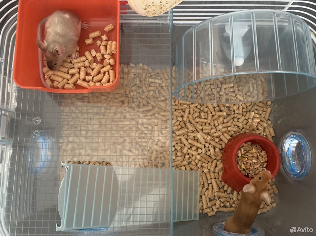 Сатиновая мышь