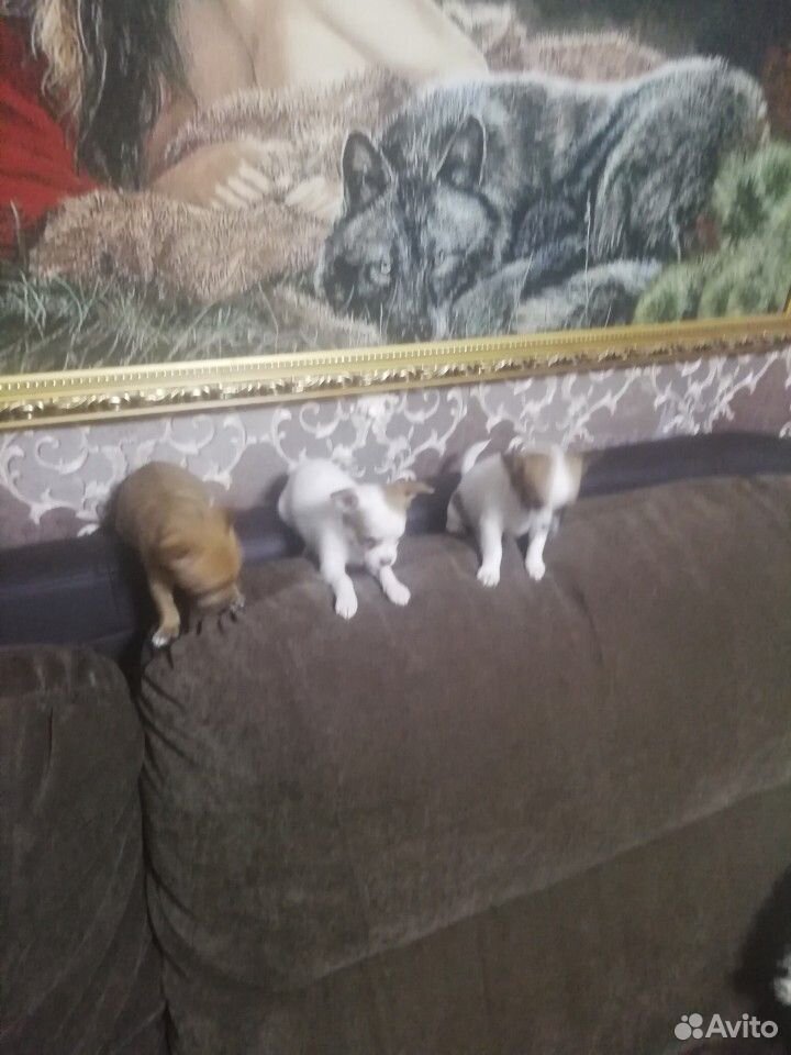Продаю чихуахуа