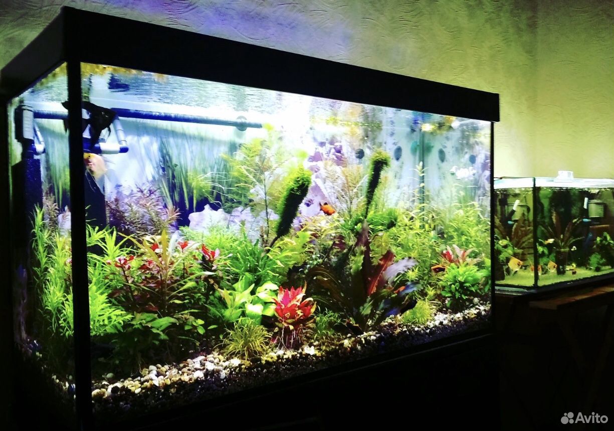 Аквариум 100*55*40