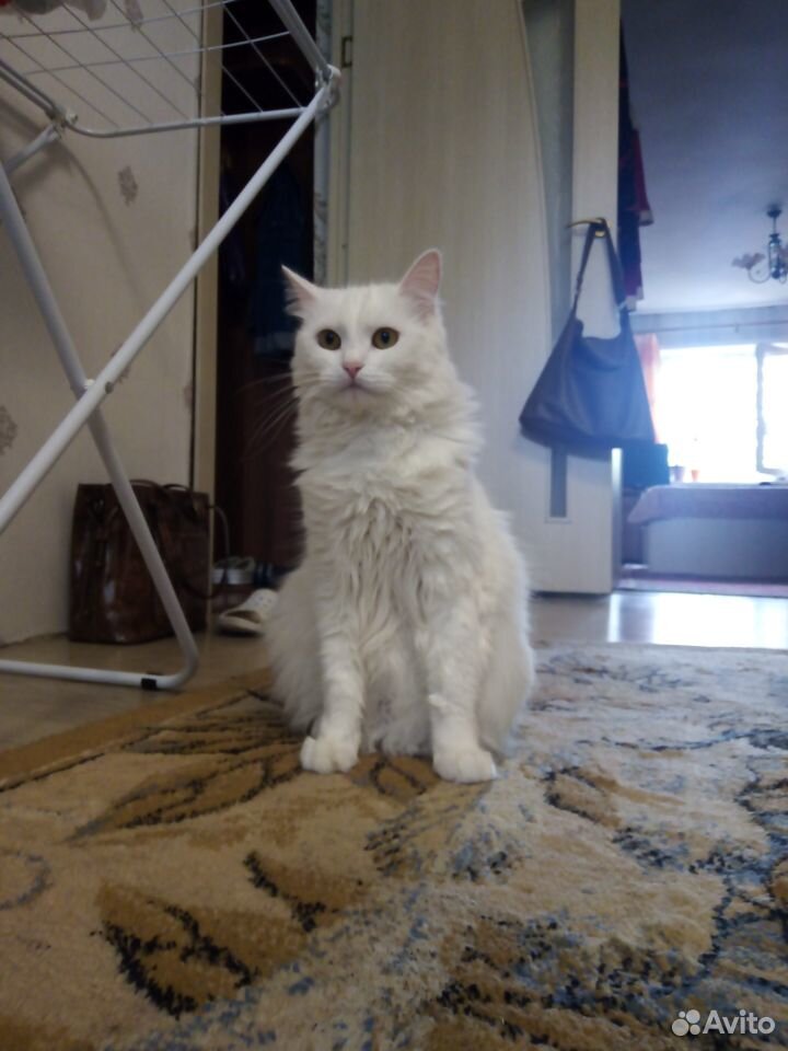 Кошка