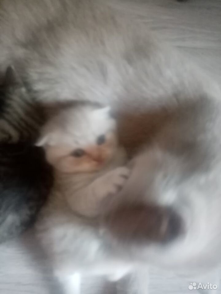 Британчик вислоухий кушает к лотку приучен