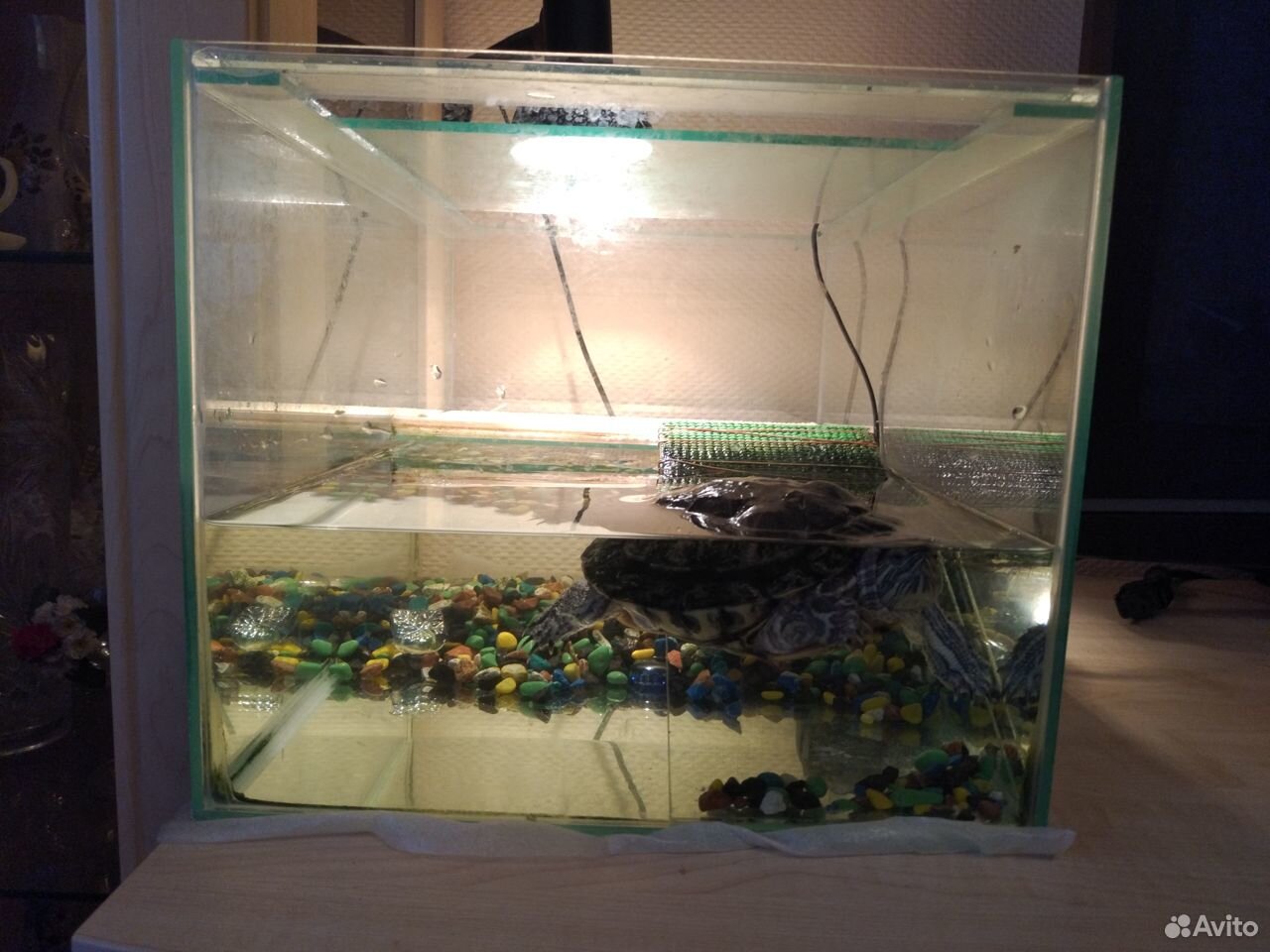 Черепаха красноухая с аквариумом