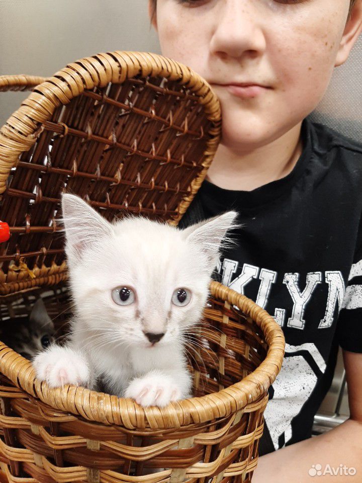 В Добрые руки