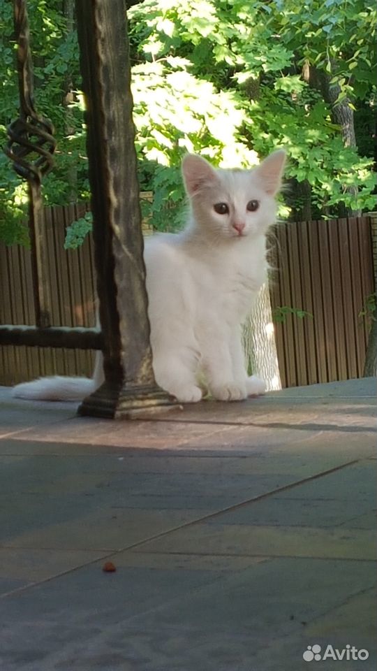 Отдам в хорошие руки котёнка