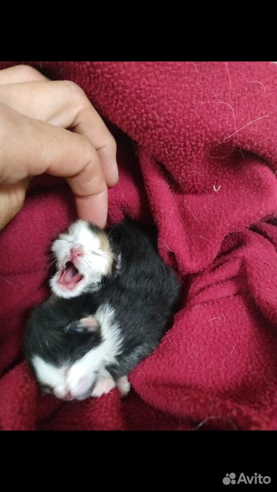 Отдам двух новорождённых котят