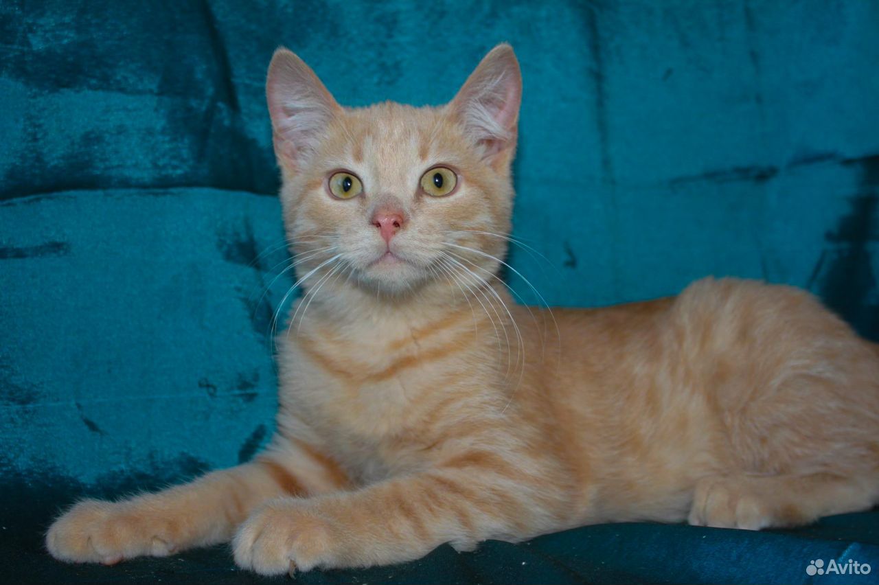 Рыжий мальчик 3.5мес в добрые руки