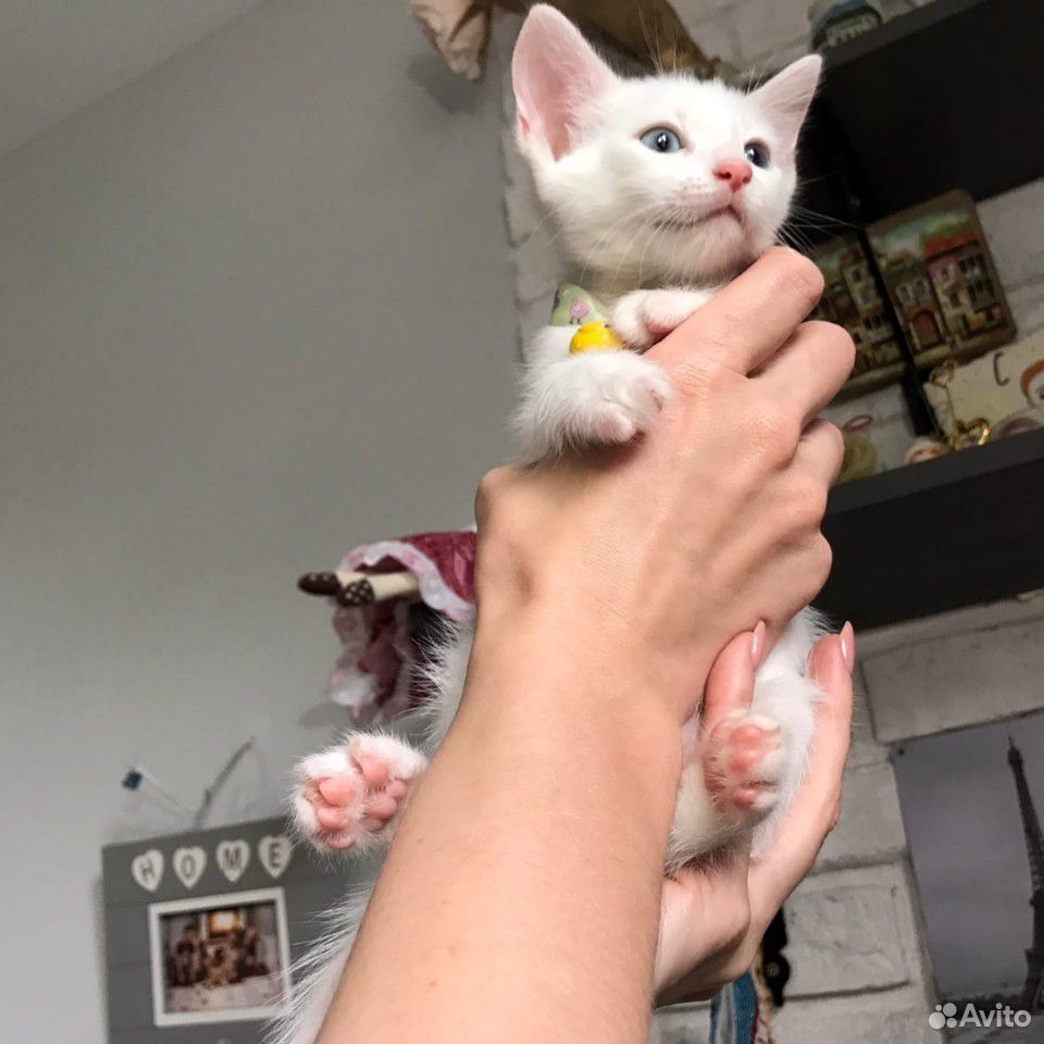 Голубоглазый котенок