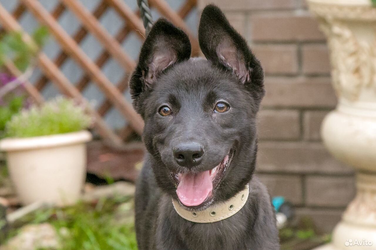 Щенок 4 мес Ночка.Стерилизована и привита.Привезем