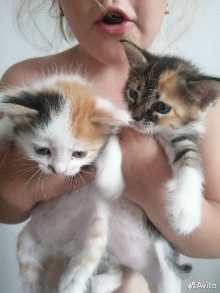 Чудо котята