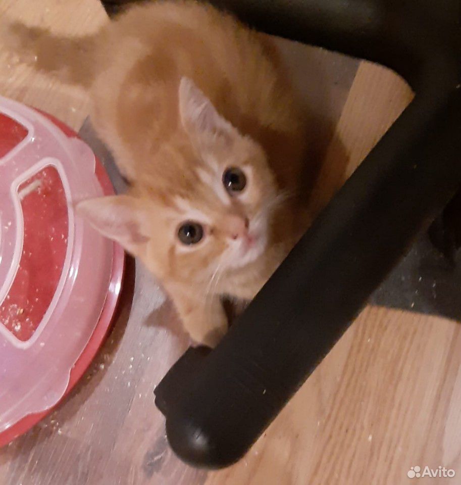 Шотландский рыжий котик три мес