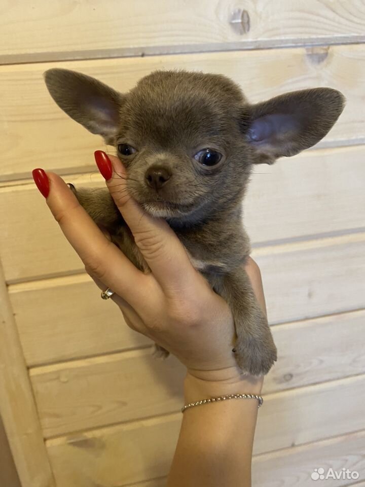 Чихуахуа микро размера