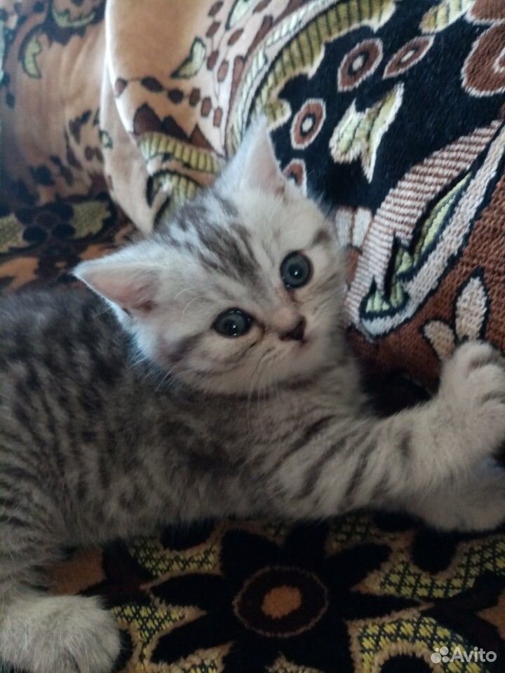 Кошка