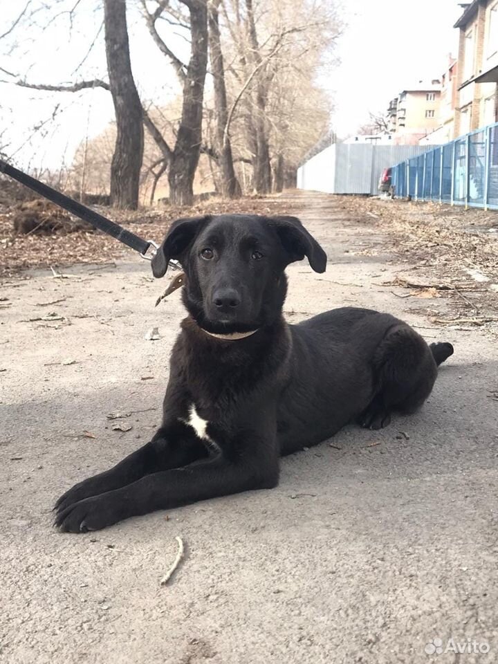 Красотка помесь с лабрадором