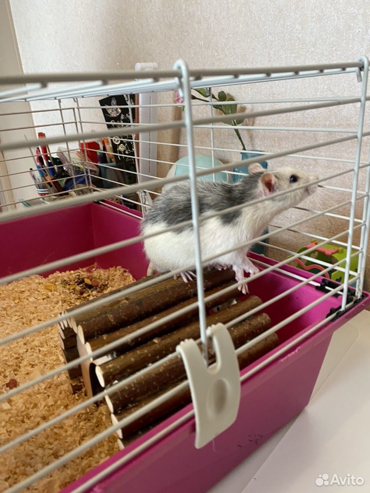 Крыса домашняя