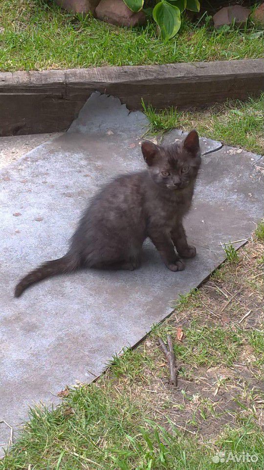Котенок
