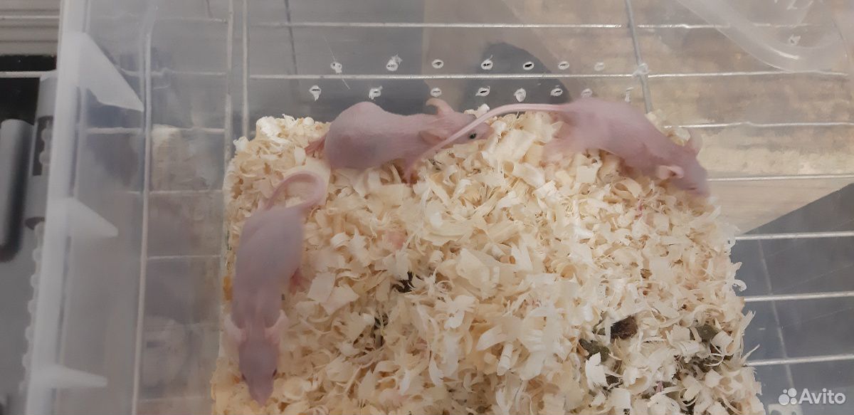 Мыши лысые (сфинкс)