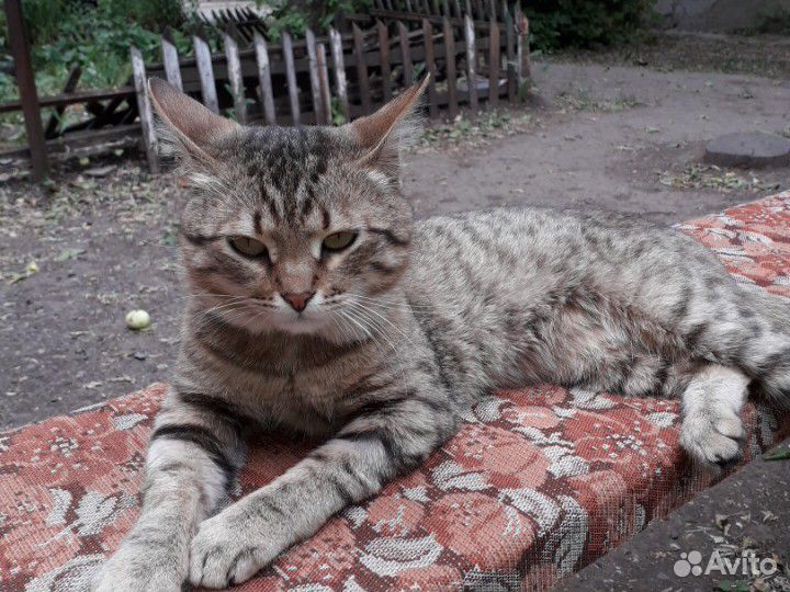 Кот Компот уличный кот в нежные и добрые руки