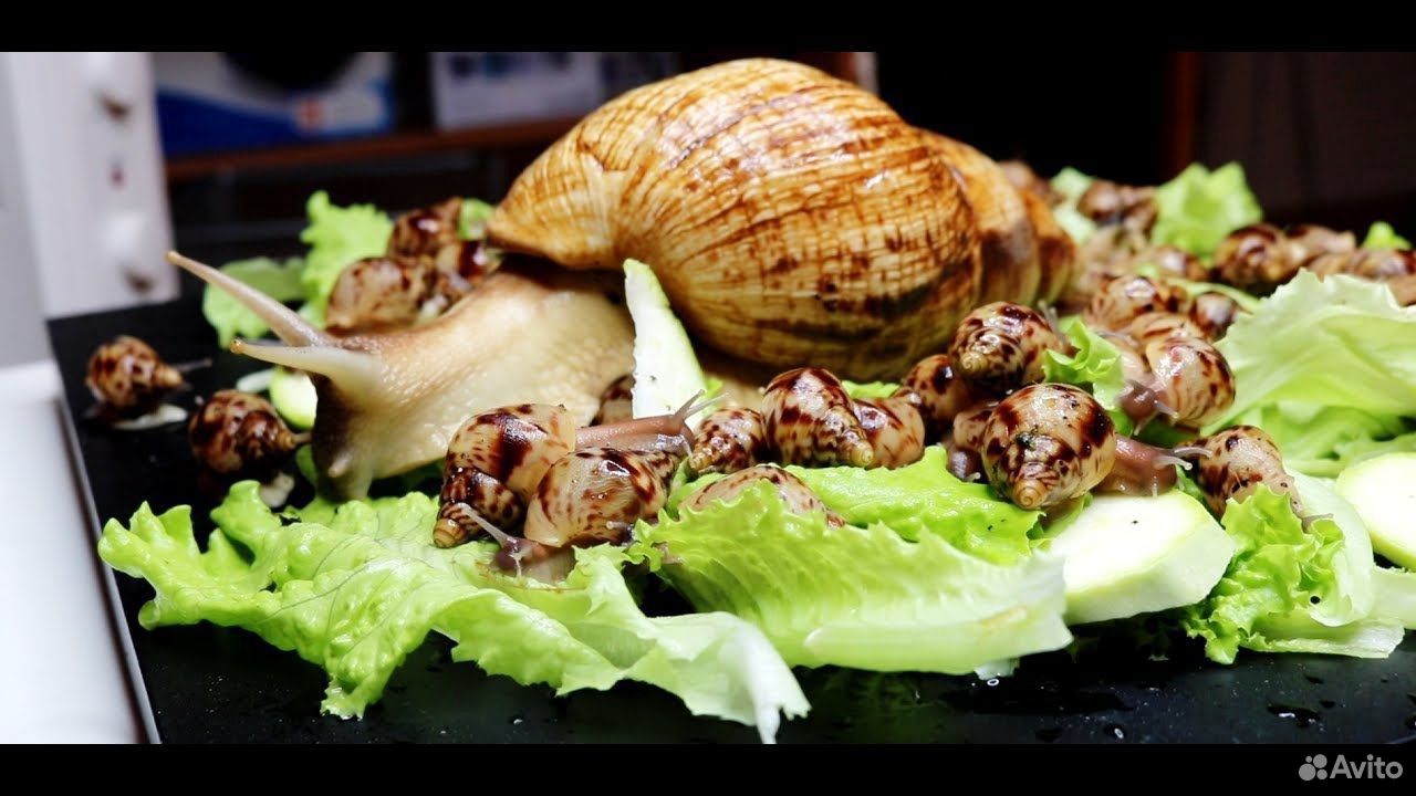 Заберу малышей улиток ахатин