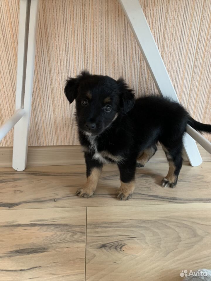 Метис Корги и Джек Рассел