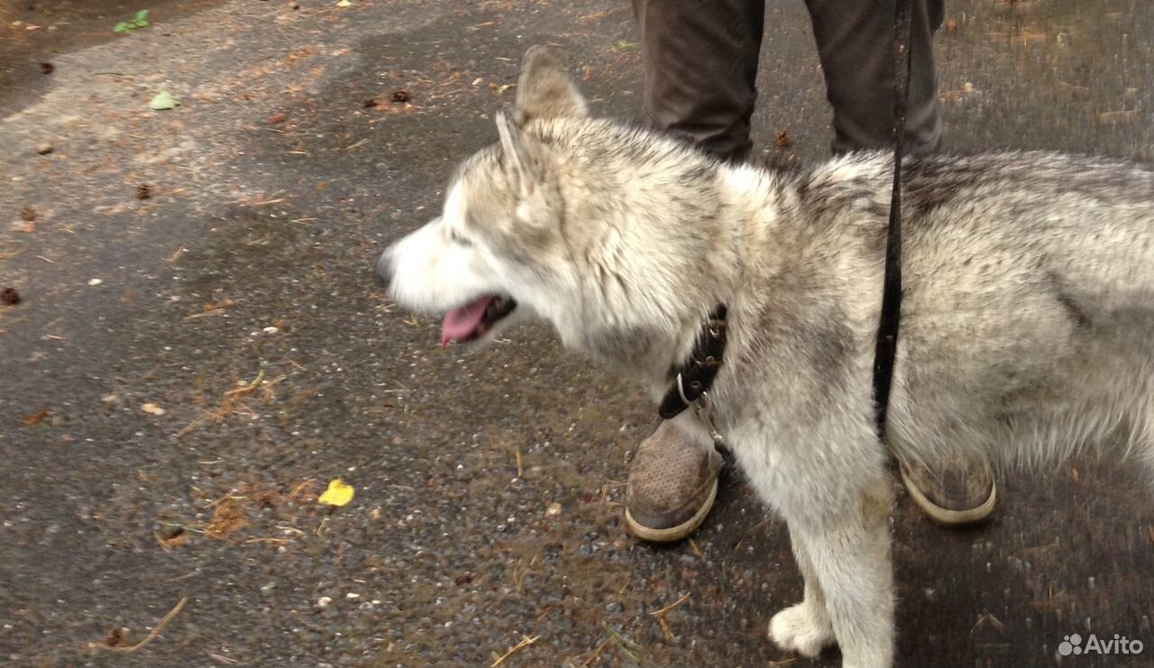 Собака-Хаски