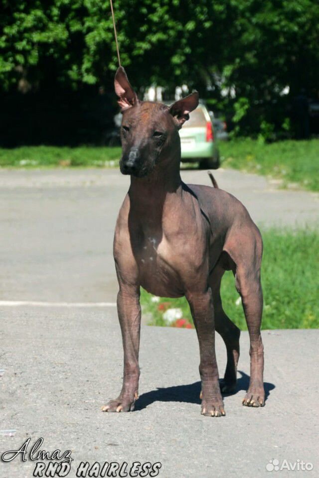 Ксолоитцкуинтли стандарт Anubis