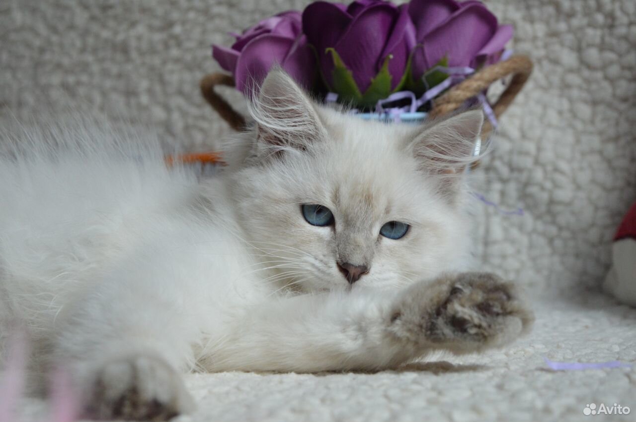 Невский котёнок-девочка