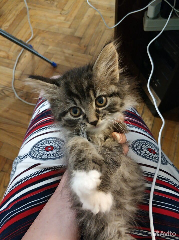 Игривая непоседа ищет дом