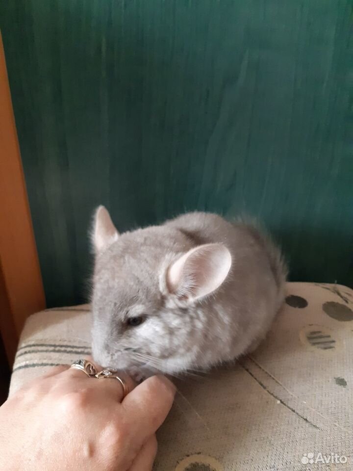 Шиншилла мальчик