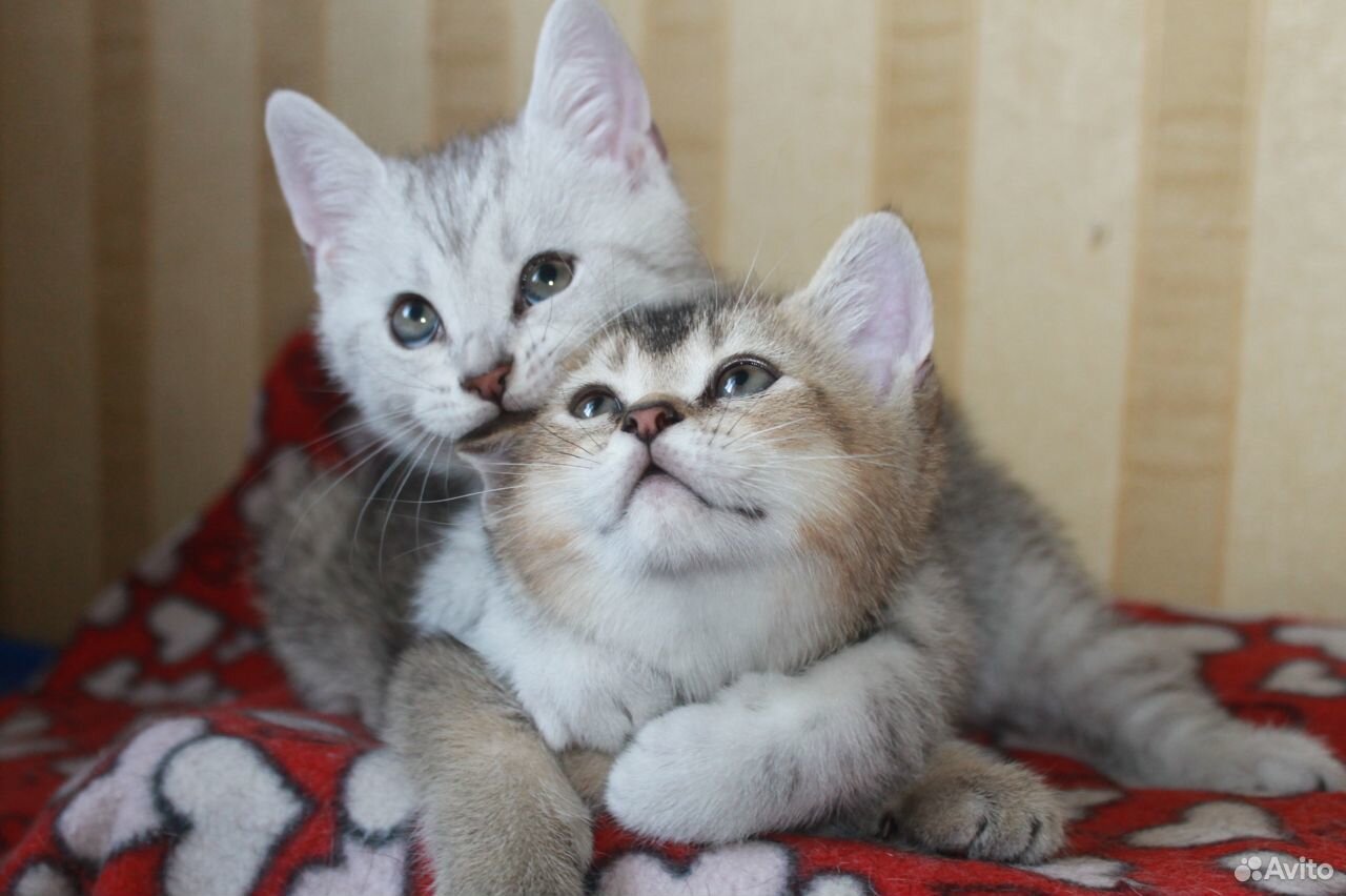 Плюшевые котики