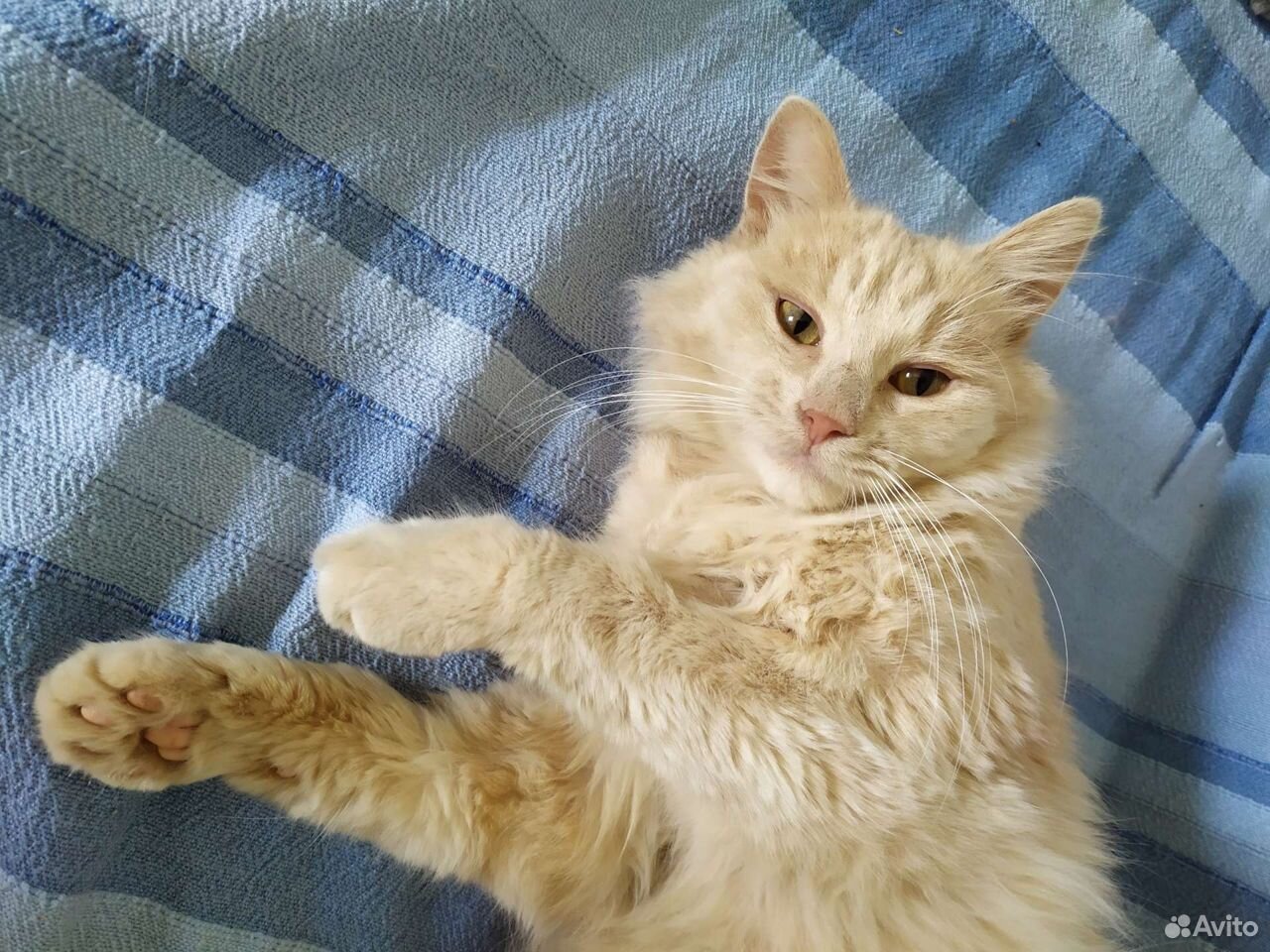 Медок-Сахарок, котик персиковый, пушистый, 1,5 год