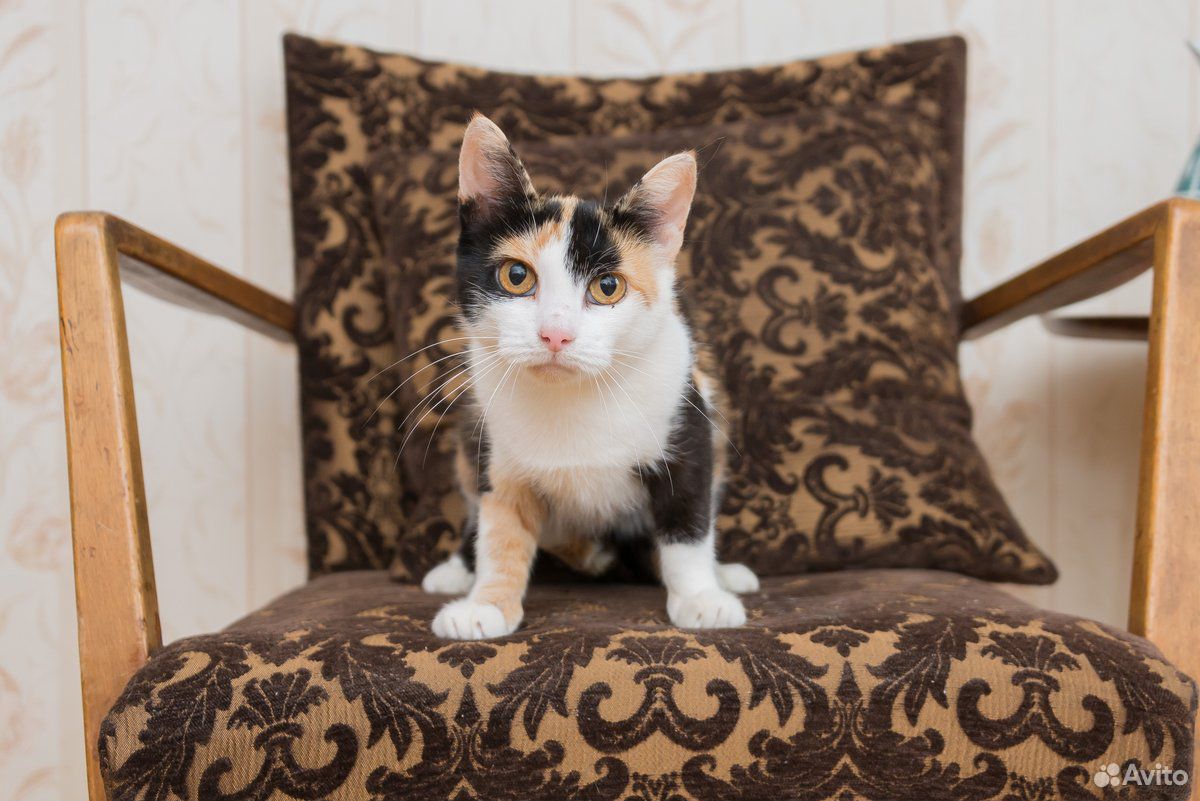 Рюша 3 года, кошка, стерилизованная