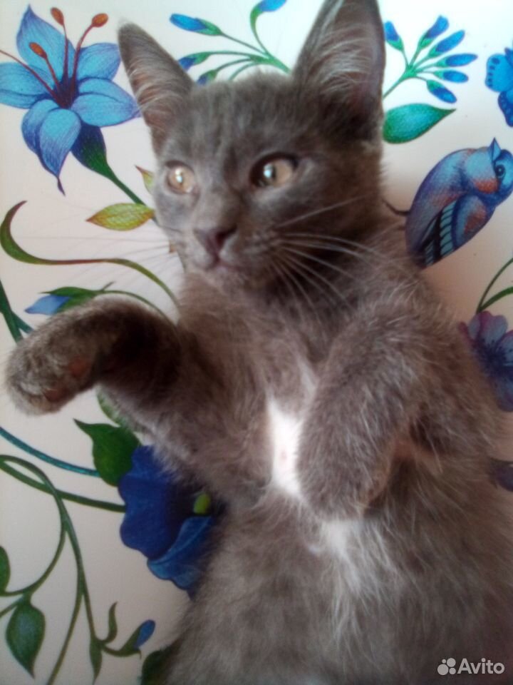 Маленький медвежонок