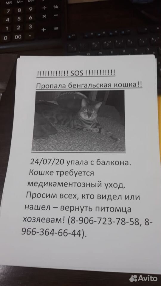 Помогите найти кошку