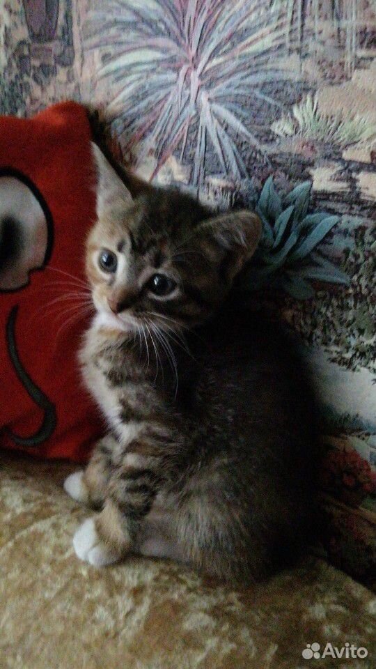 Кошкакотята
