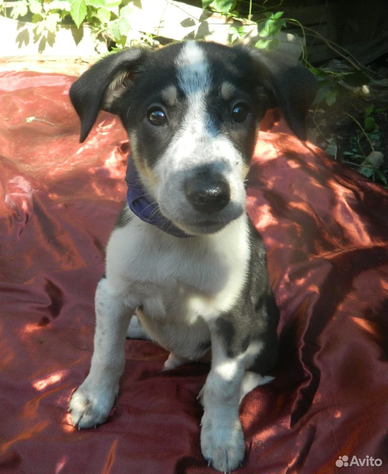 Милый щеночек Лайки ждет хозяина