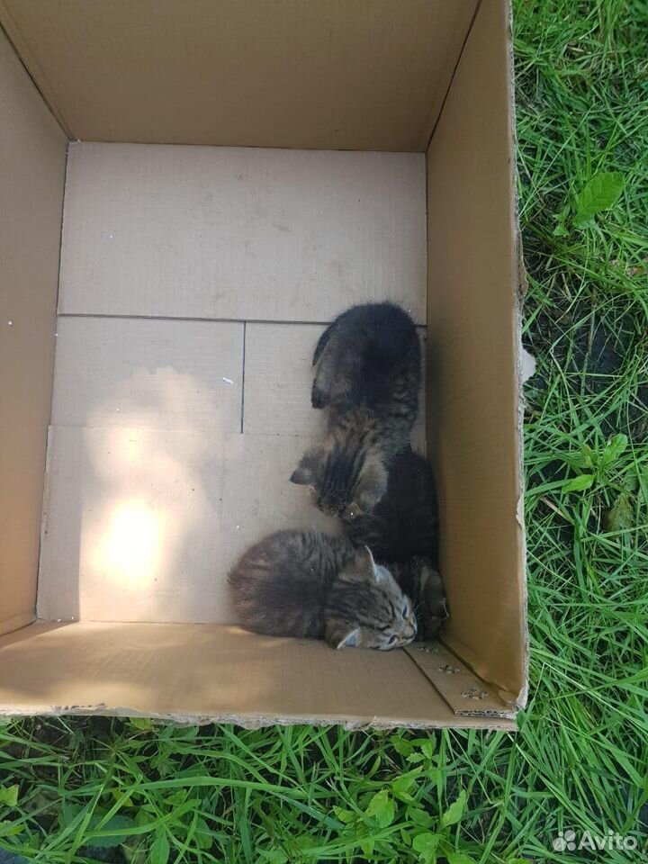 Котята в дар