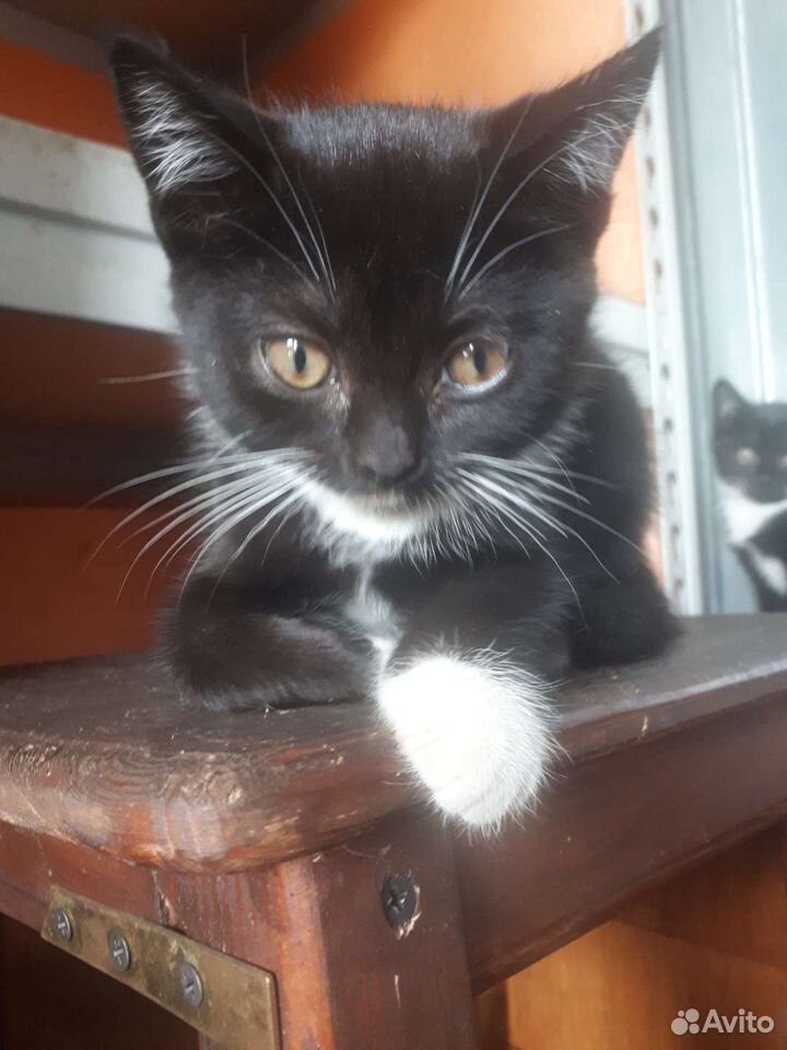 Котик