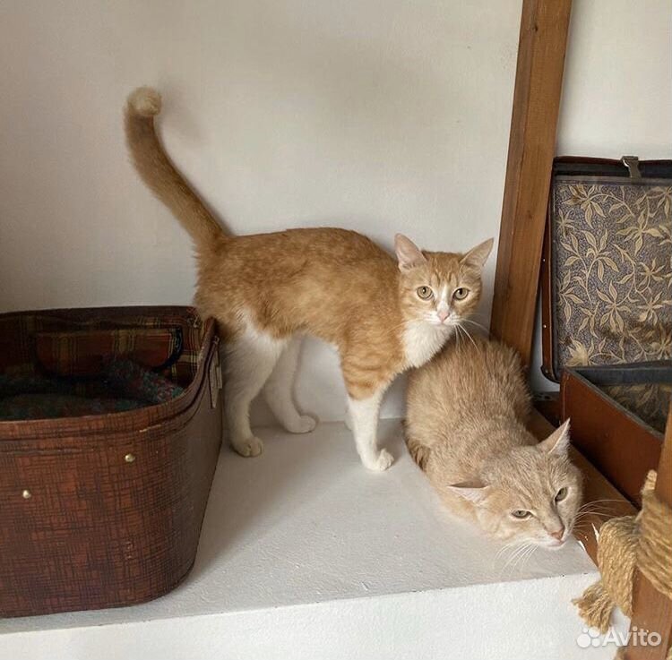 Кошка и кот: Лоран и Себастьян (кошки)