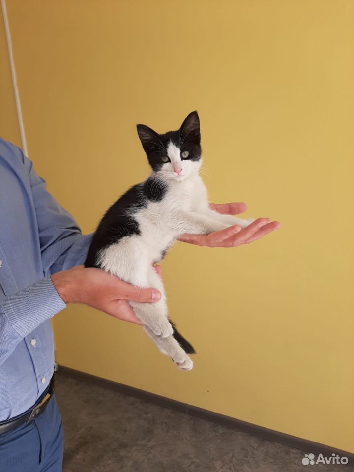 Супер ласковый и нежный кото-ребёнок ищет дом