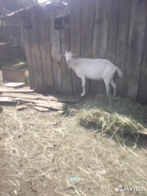 Дойная коза