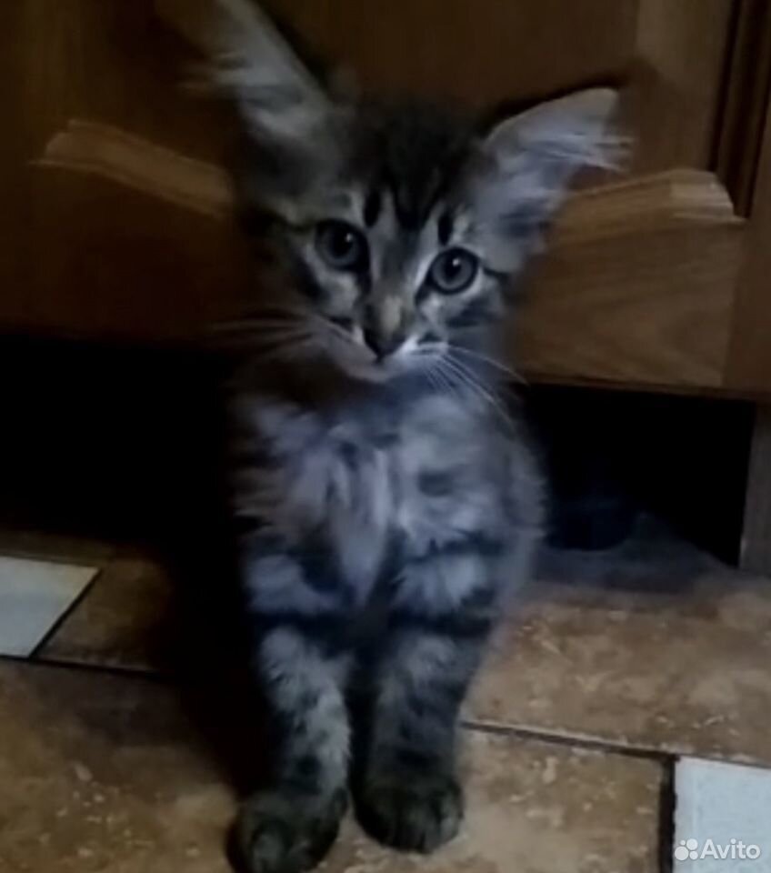 Красивый котёнок а-ля сибирячок 2 месяца в добрые