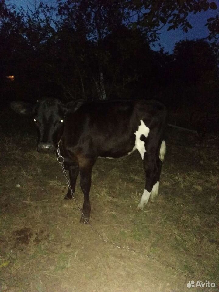 Телка и коза цена договорная
