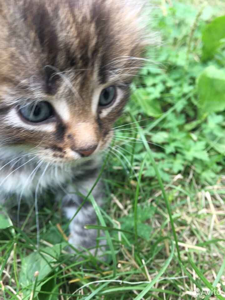 Красивые котята