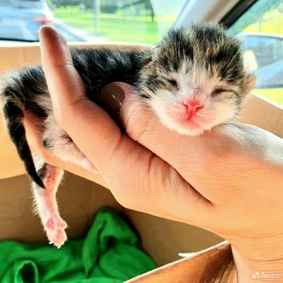 Новорожденные котята