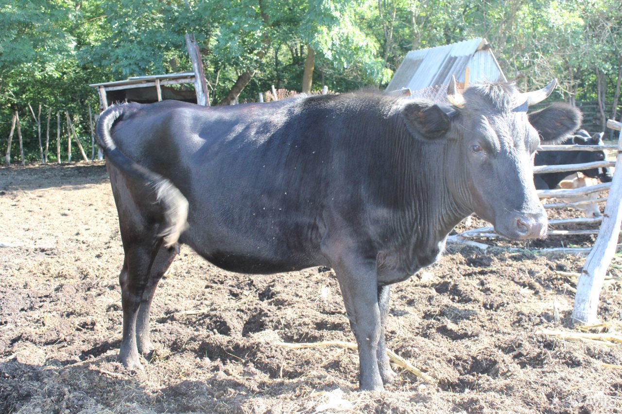 Продаются две коровы