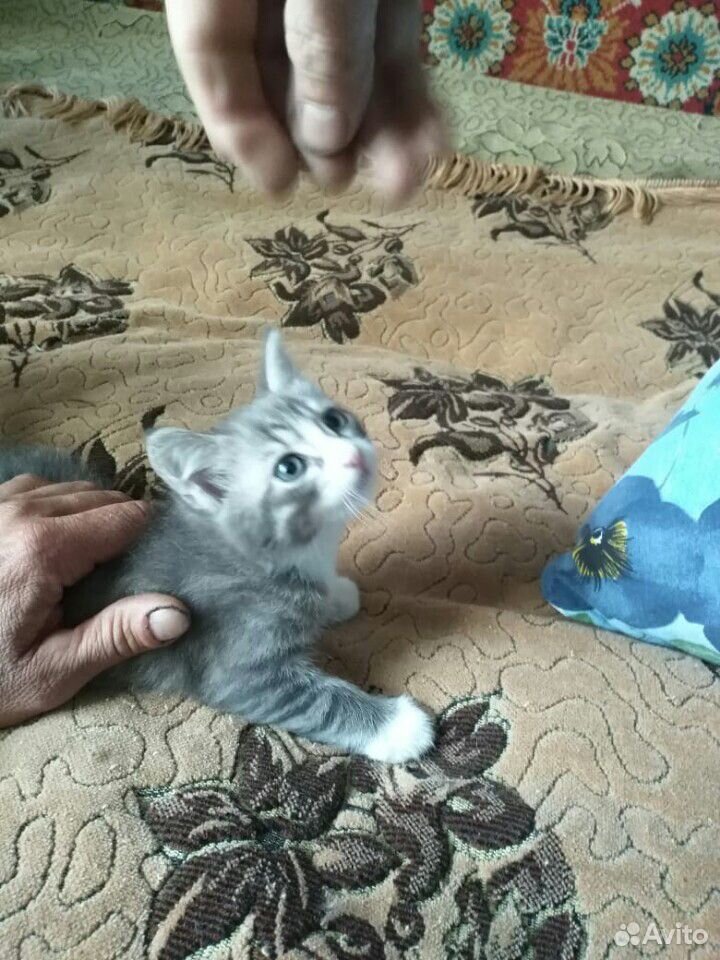 Котёнок в добрые руки