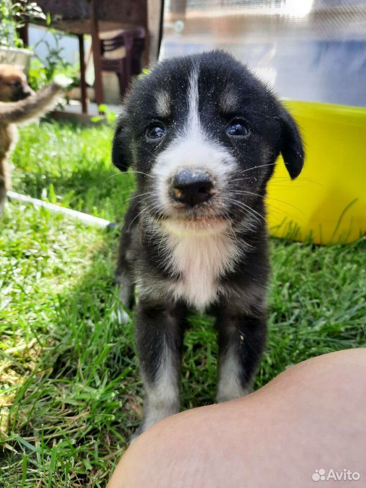 Пупсики в поисках дома