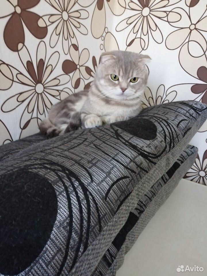Шотландский вислоухий котик ищет прямоухую невесту
